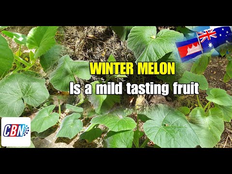 How To Grow Winter Melon From Home | Winter Melon or Ash Gourd is a ...