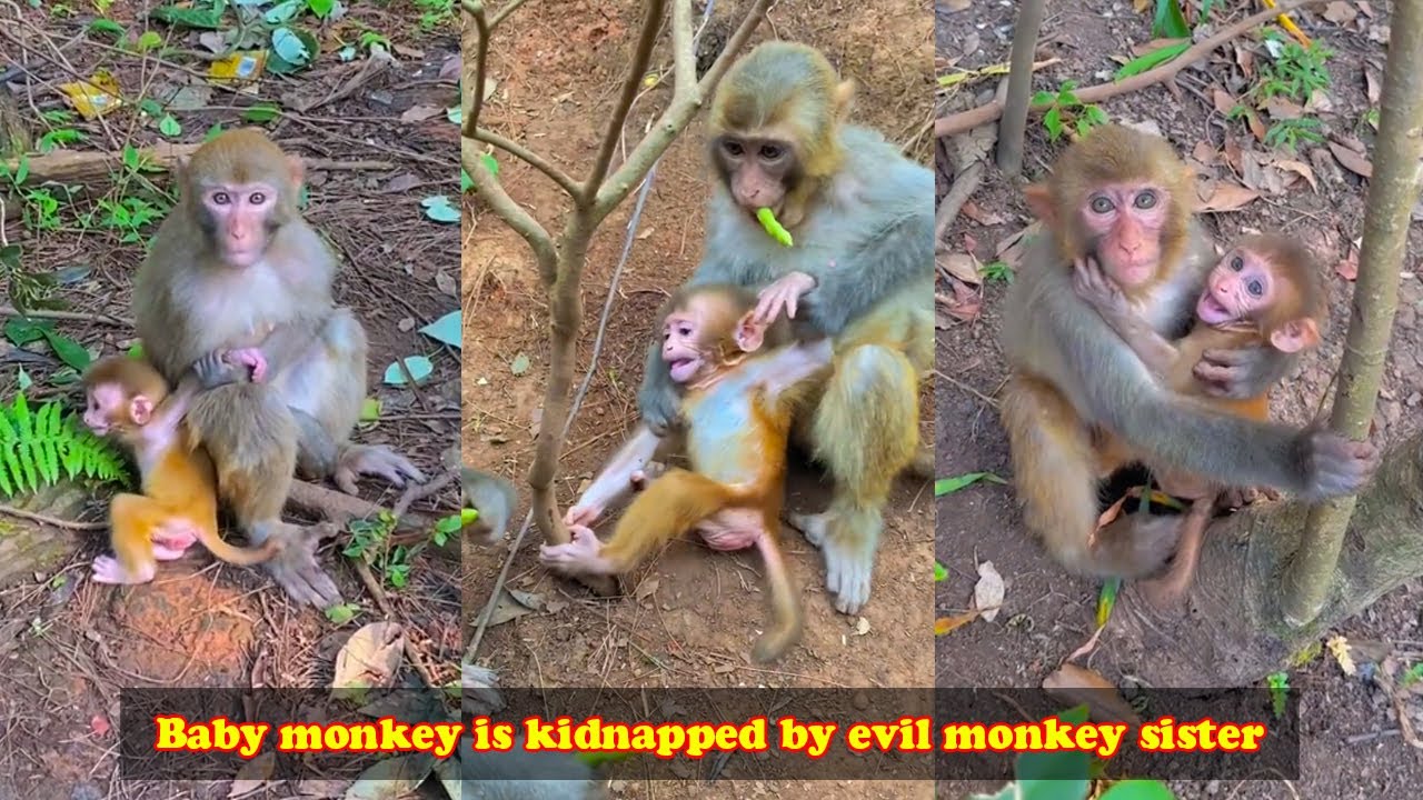 The poor baby monkey was kidnapped by the sister monkey, it screamed ...