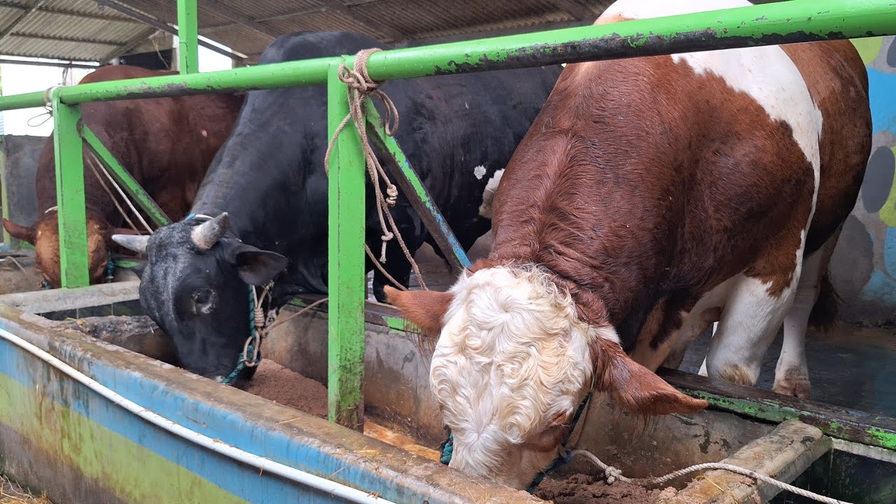 RACIKAN PAKAN SAPI KANDANG PEDALAMAN BIKIN SAPI CEPAT GEMUK PELET ...