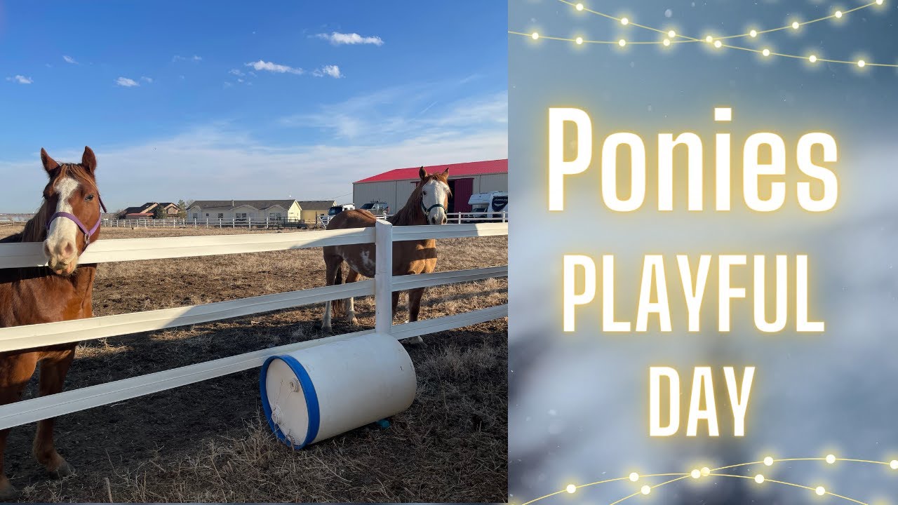 All the Ponies Play! - YouTube