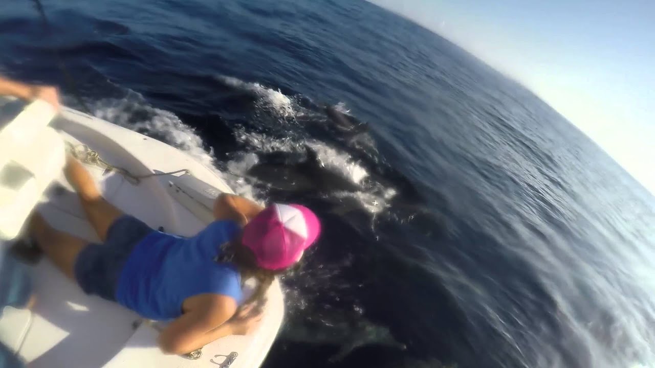 GoPro Dolphin footage off the coast of Puerto Rico - YouTube