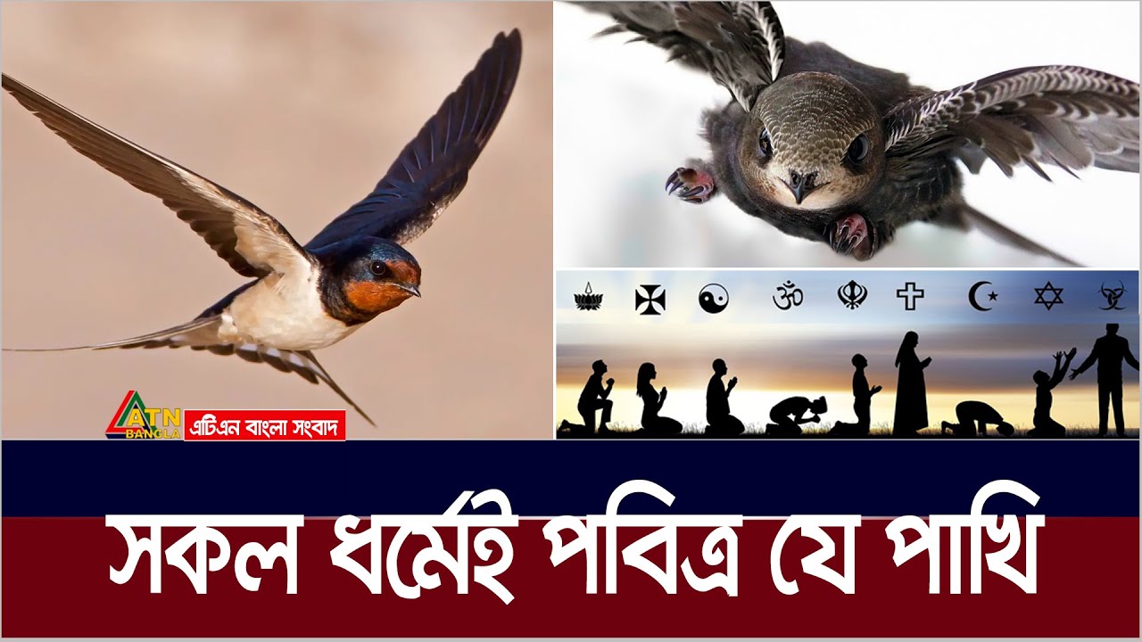 পৃথিবী ও চাঁদে বসবাস করে যে পাখি | রহস্যময় আবাবিল পাখি | Swallow Bird | Ababil Pakhi | Barn ...