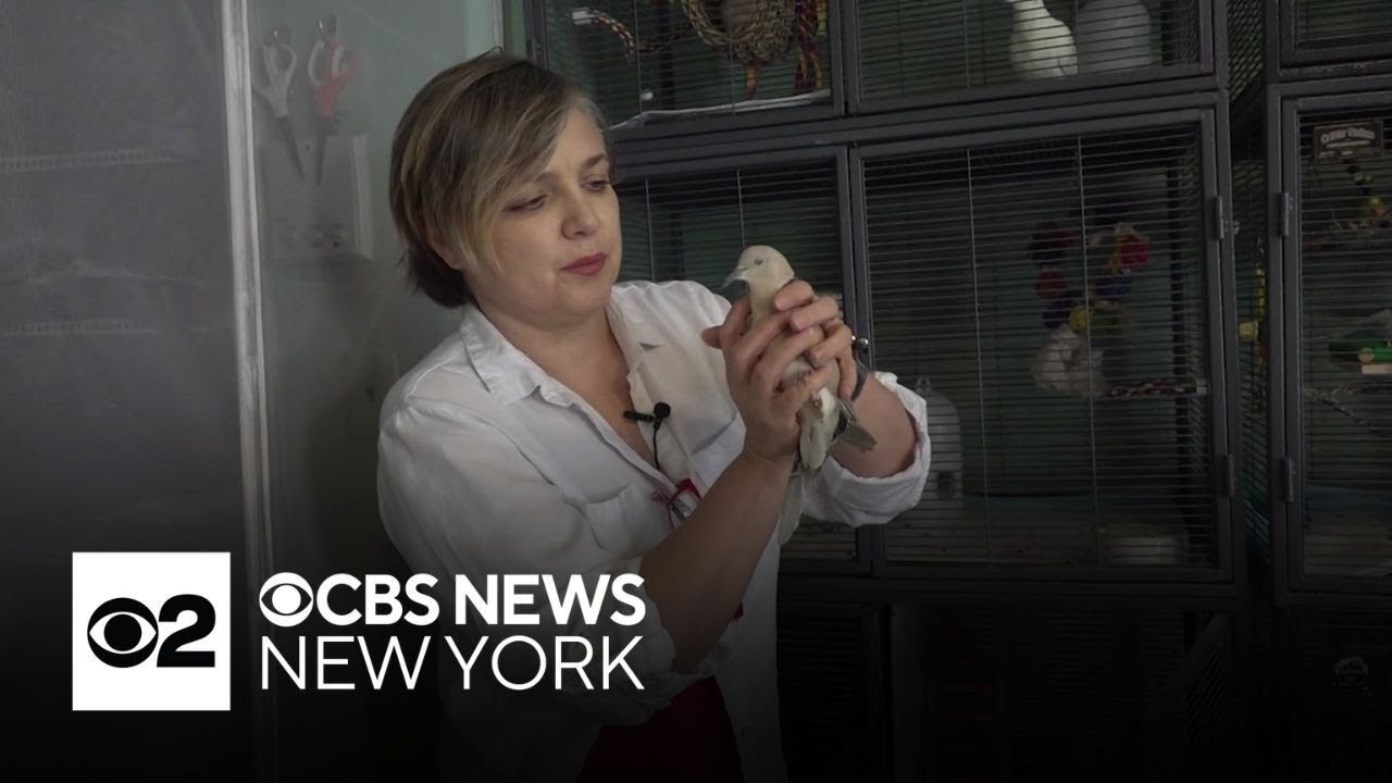 Meet the wildlife rehabilitators helping injured animals in NYC - YouTube