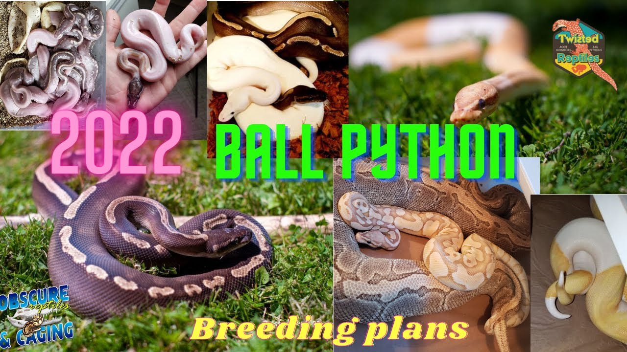 Ball Python Breeding Plans 2022 - YouTube