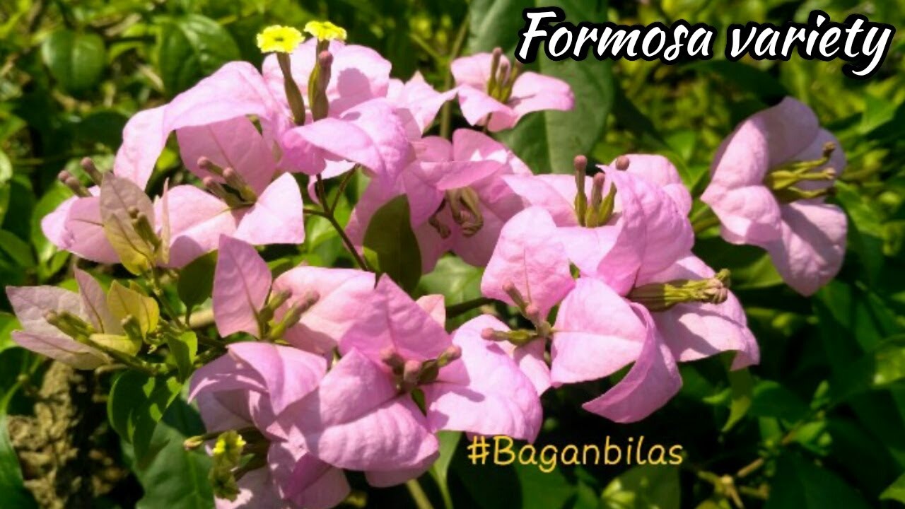 Bougainvillea Formosa//Bougainvillea Flowering - YouTube