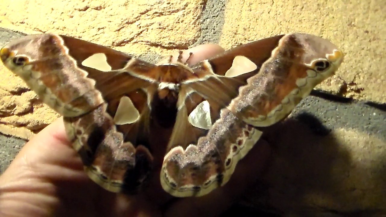 Big fat moth! Rothschildia sandimasiana. (solved!) - YouTube