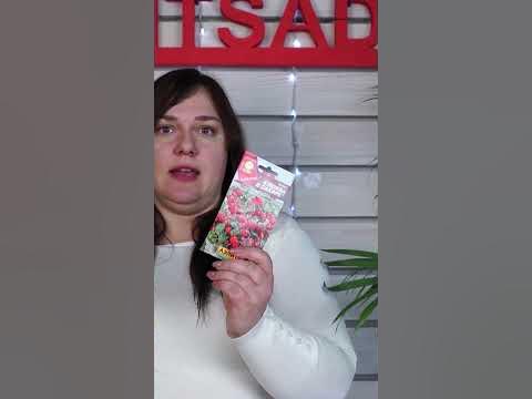 Это самые популярные томаты в магазинах - YouTube