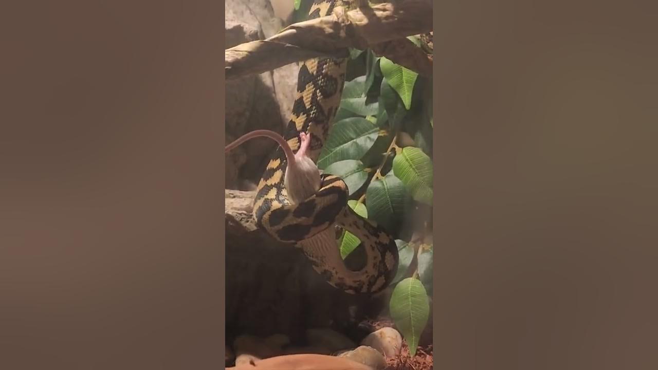 Jungle python hand feeding - YouTube