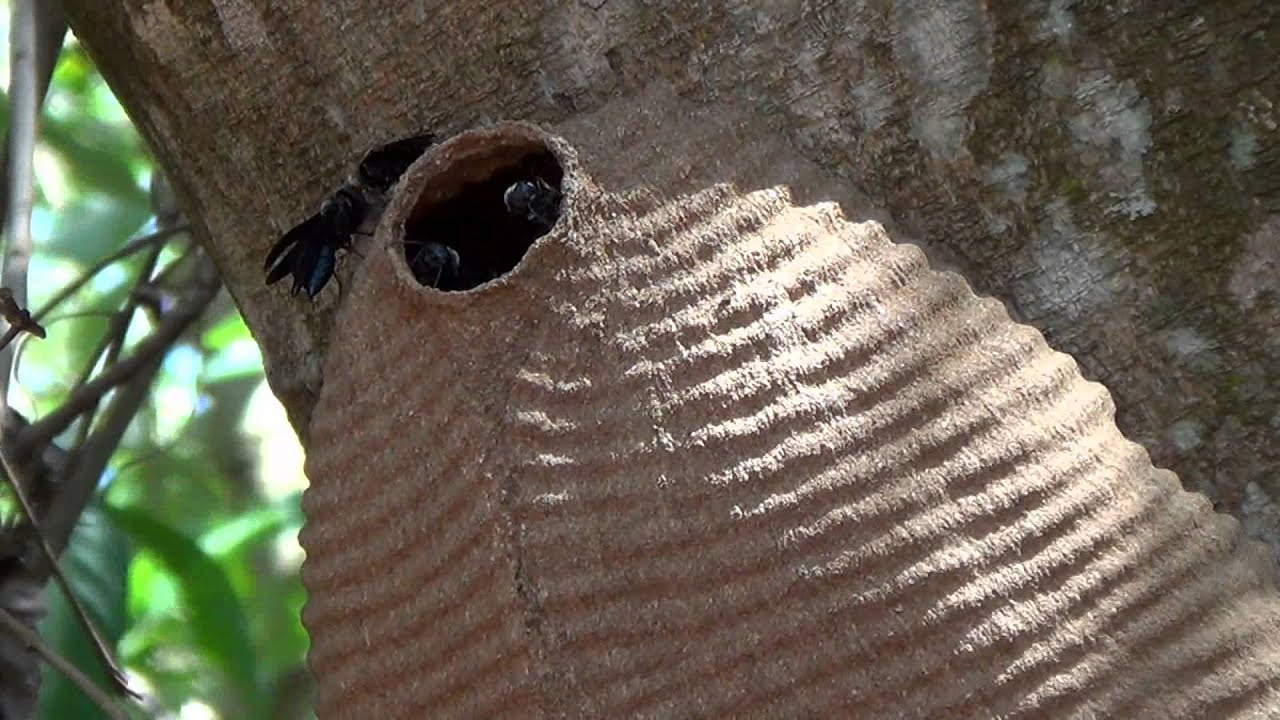 SYNOECA CYANEA, MARIMBONDO-TATU, CABATATU, WASPS NEST, DANGEROUS ...
