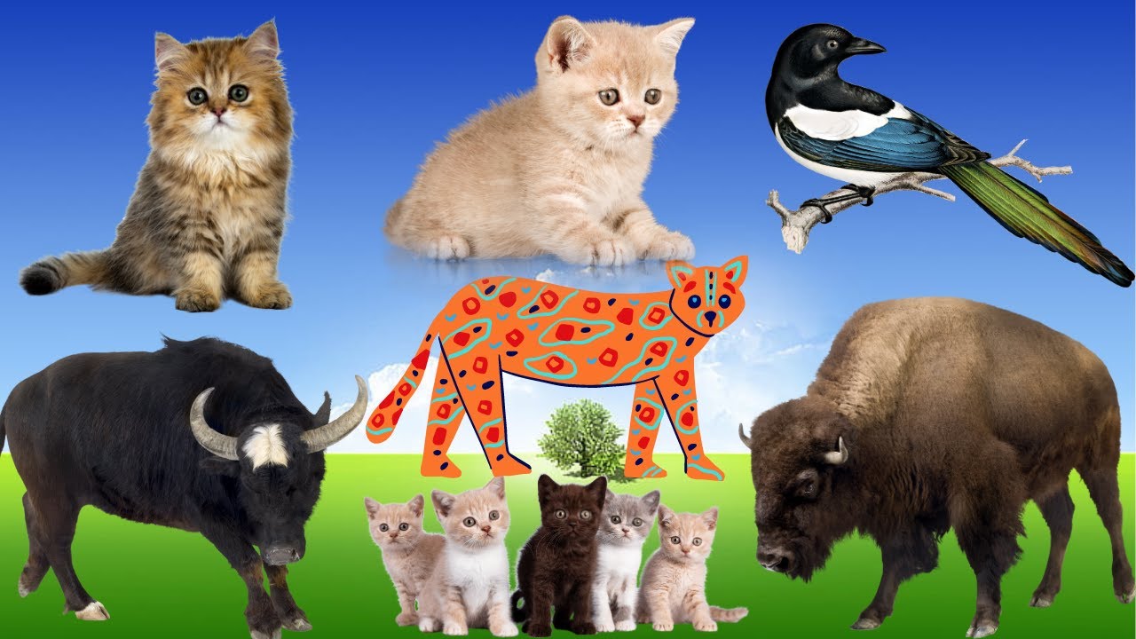 The Best Magpie, Kitten, Ox, Ocelot, Animals, Ranked by wildlife world ...