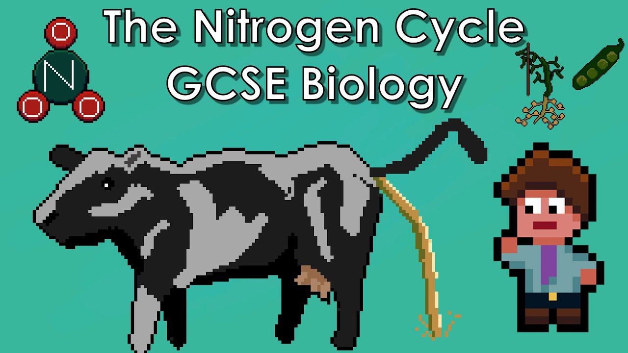 The Nitrogen Cycle - WJEC Biology - (GCSE REVISION) - YouTube