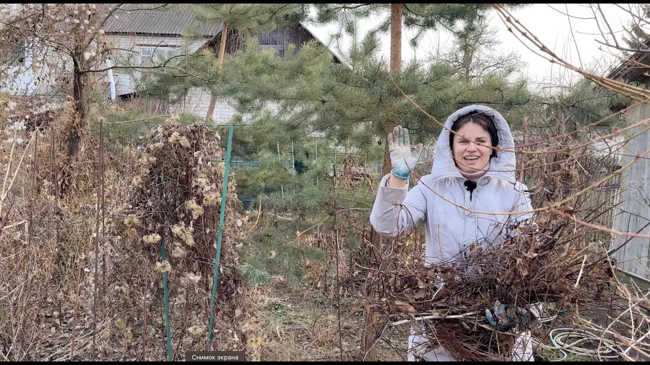 Pruning Clematis in spring - YouTube