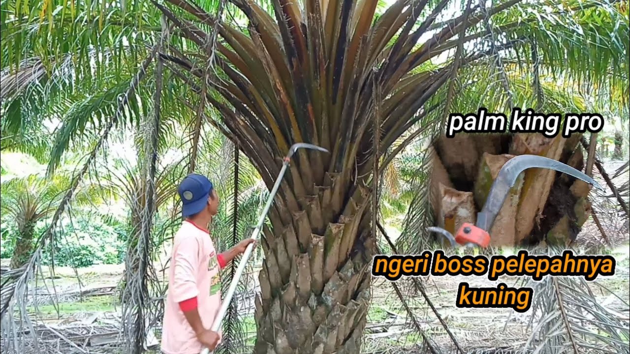 ngeri boss !! pruning sawit pelepah kuning menggunakan egrek palm king ...