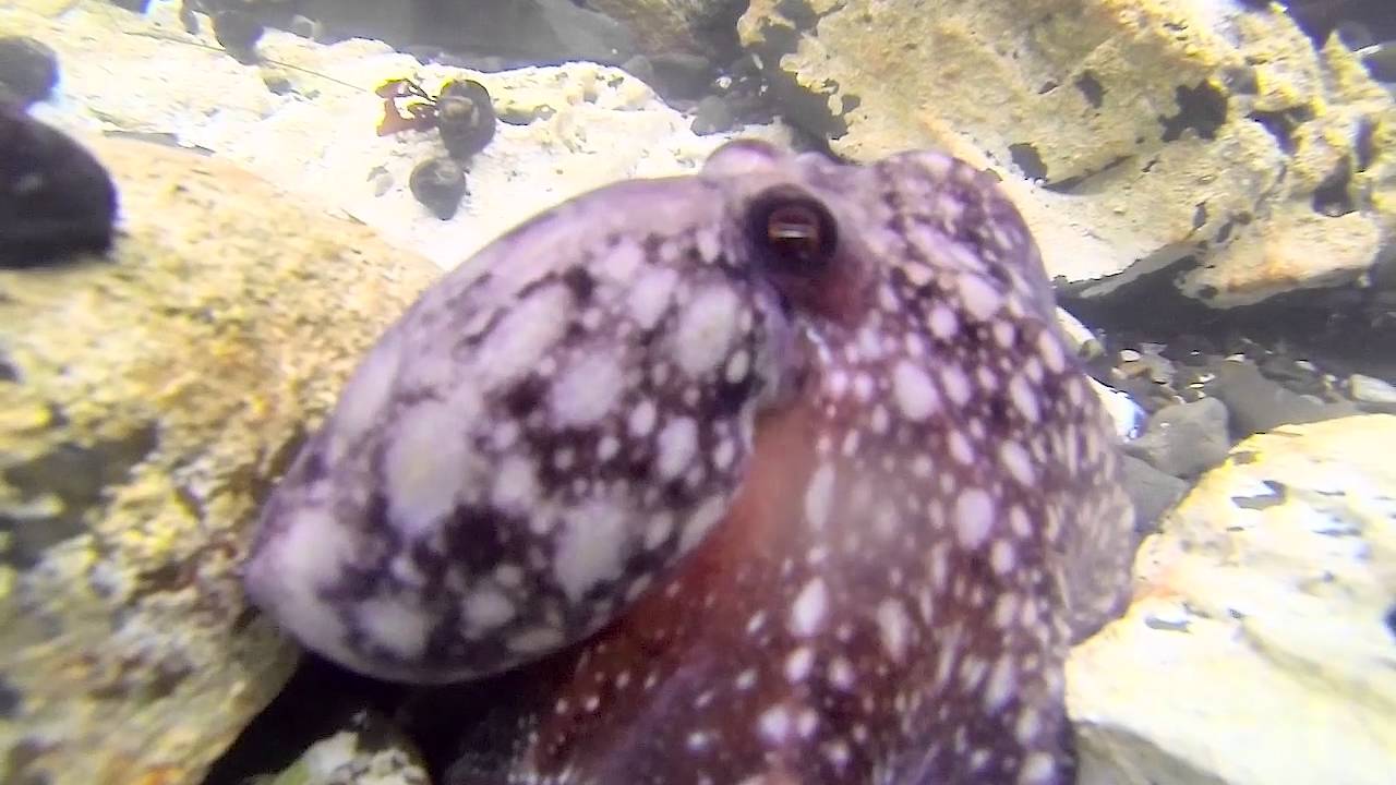 Octorock (Octopus rubescens) near Frenchman's Reef - YouTube