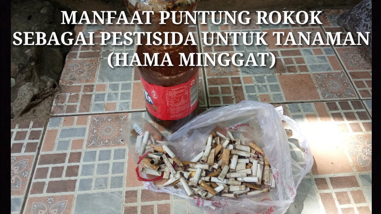 PESTISIDA ALAMI DARI PUNTUNG ROKOK (BASMI HAMA PADA TANAMAN) - YouTube