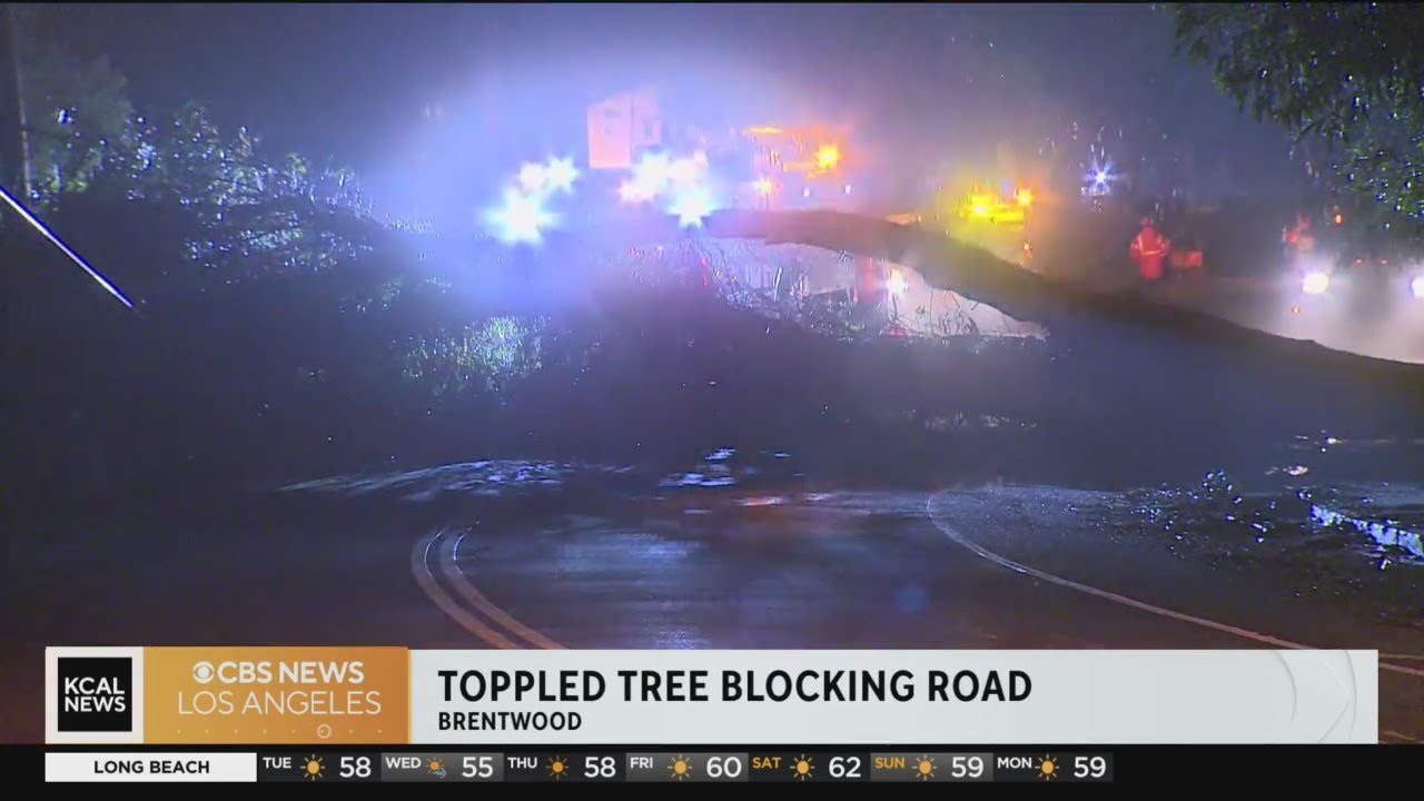 Toppled tree blocks Montana Ave in Brentwood area - YouTube