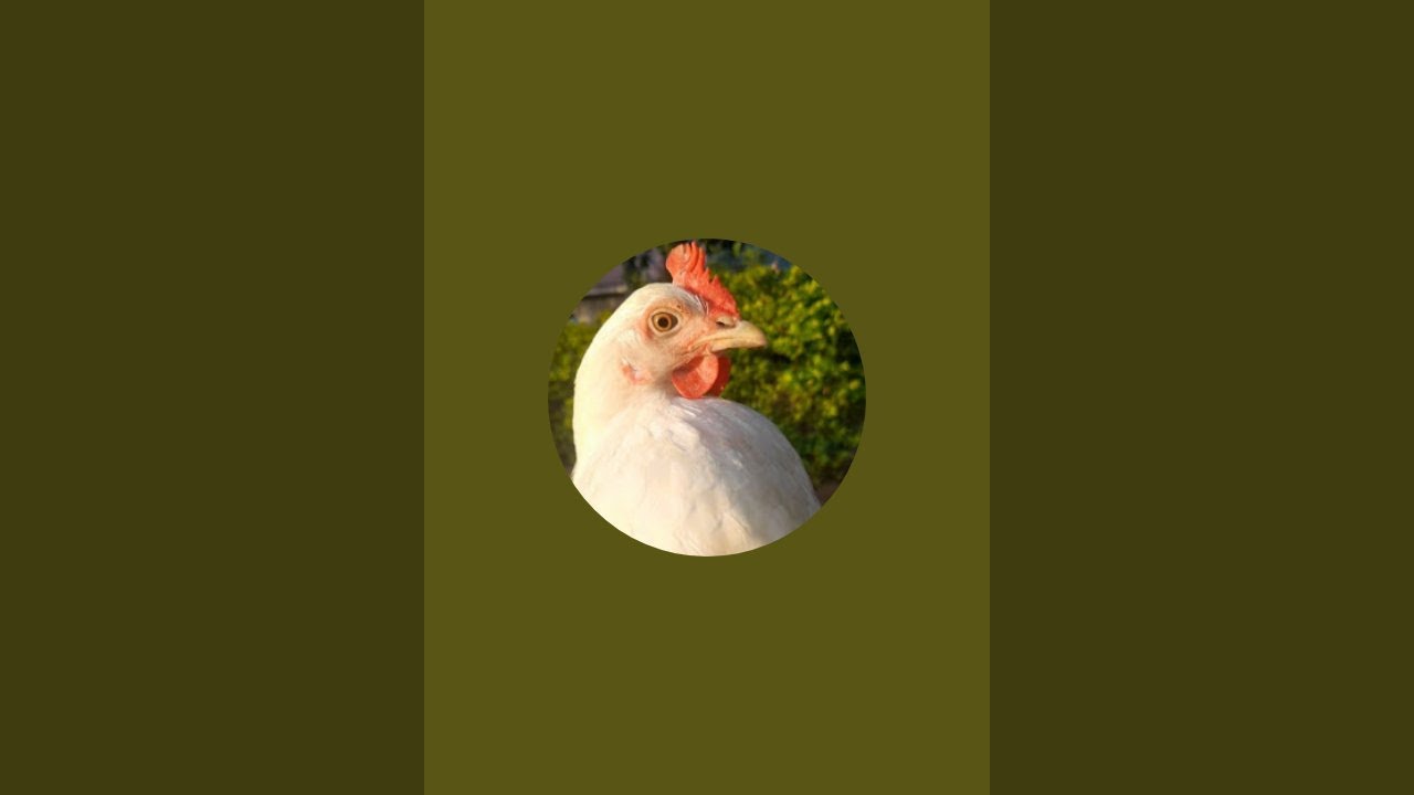 Friends Chickens is live - YouTube