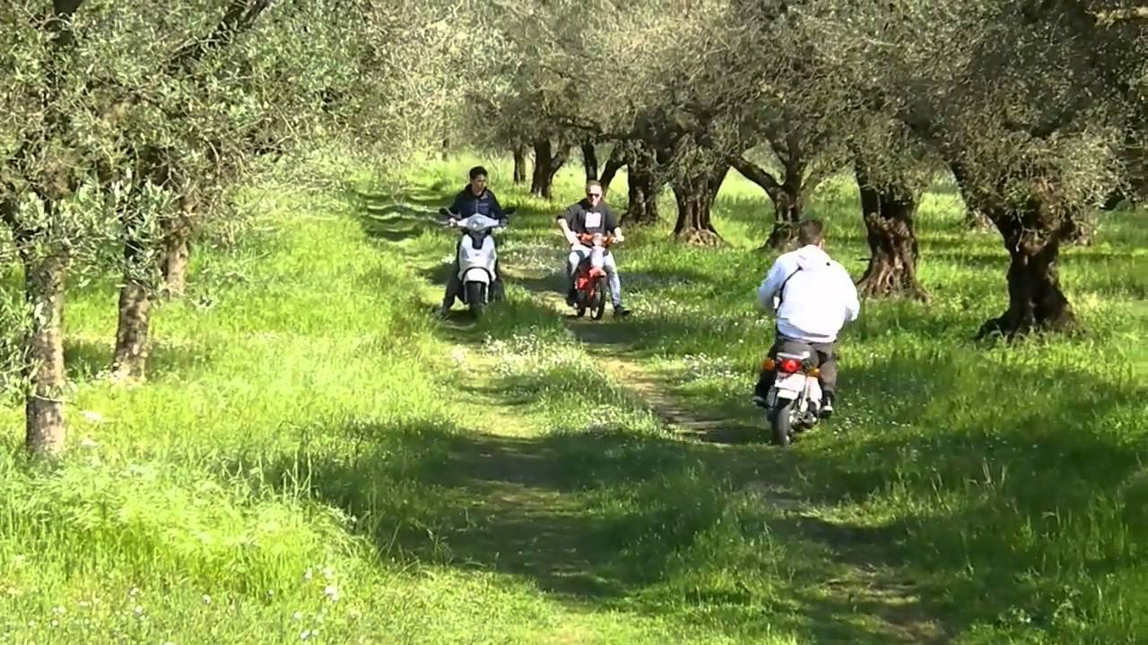 Καγκουρες σε χωραφι - YouTube