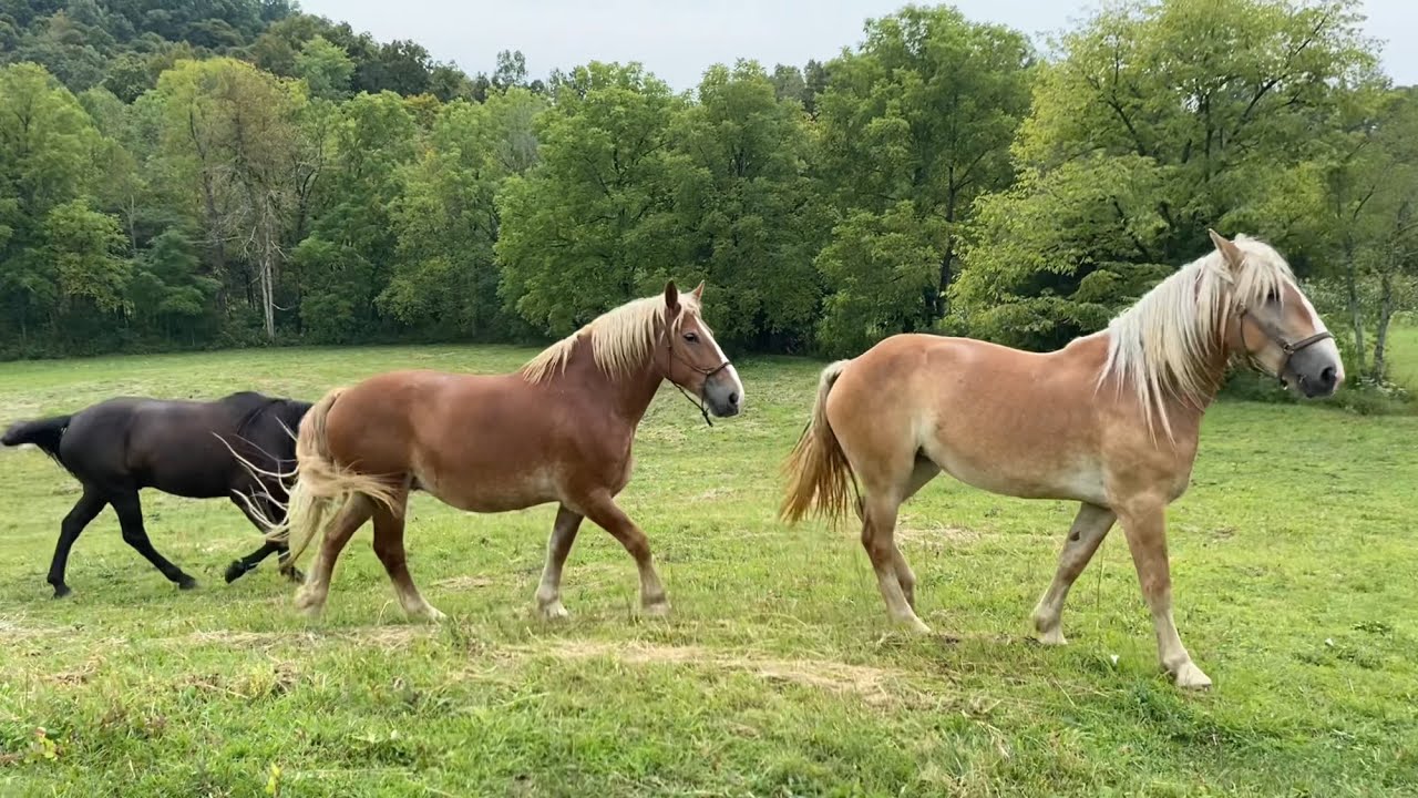 Thank You Truth, GreatHeart, and Standfast! 🍉 | Titus Morris’ Henson ...