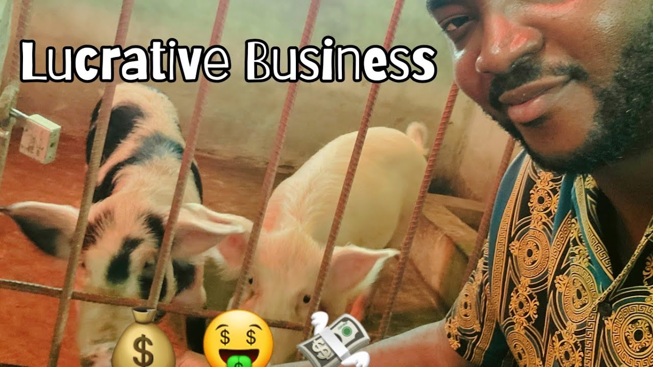 Pig Farming In Congo Kinshasa In 2024|| Should You Invest In Pig ...