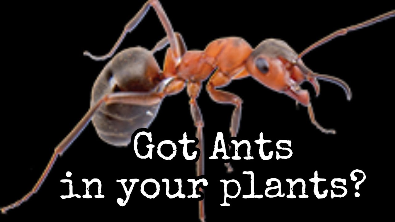 Effective control of Imported Fire Ants around your organic vegetable ...