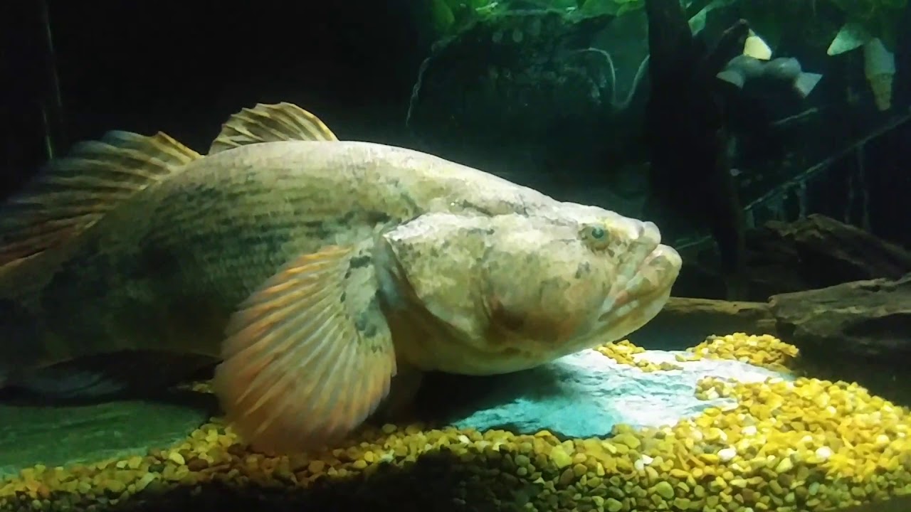 MONSTER MARBLE GOBY male update - YouTube