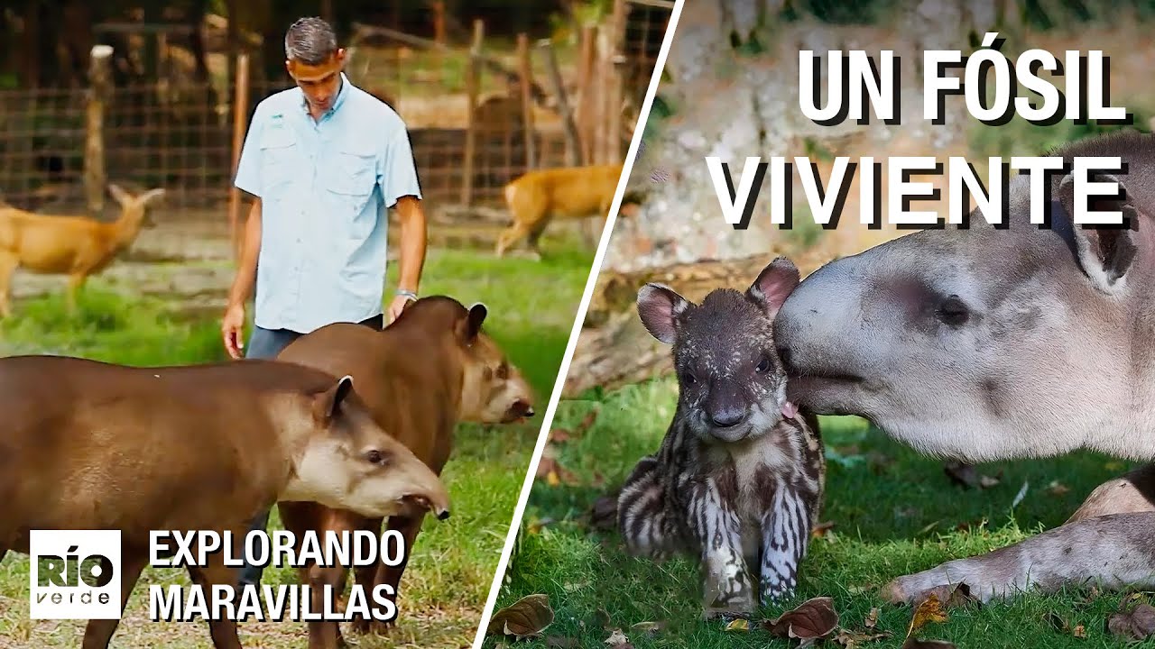 Danta, el mamífero más grande de Venezuela: Conoce su importancia ...