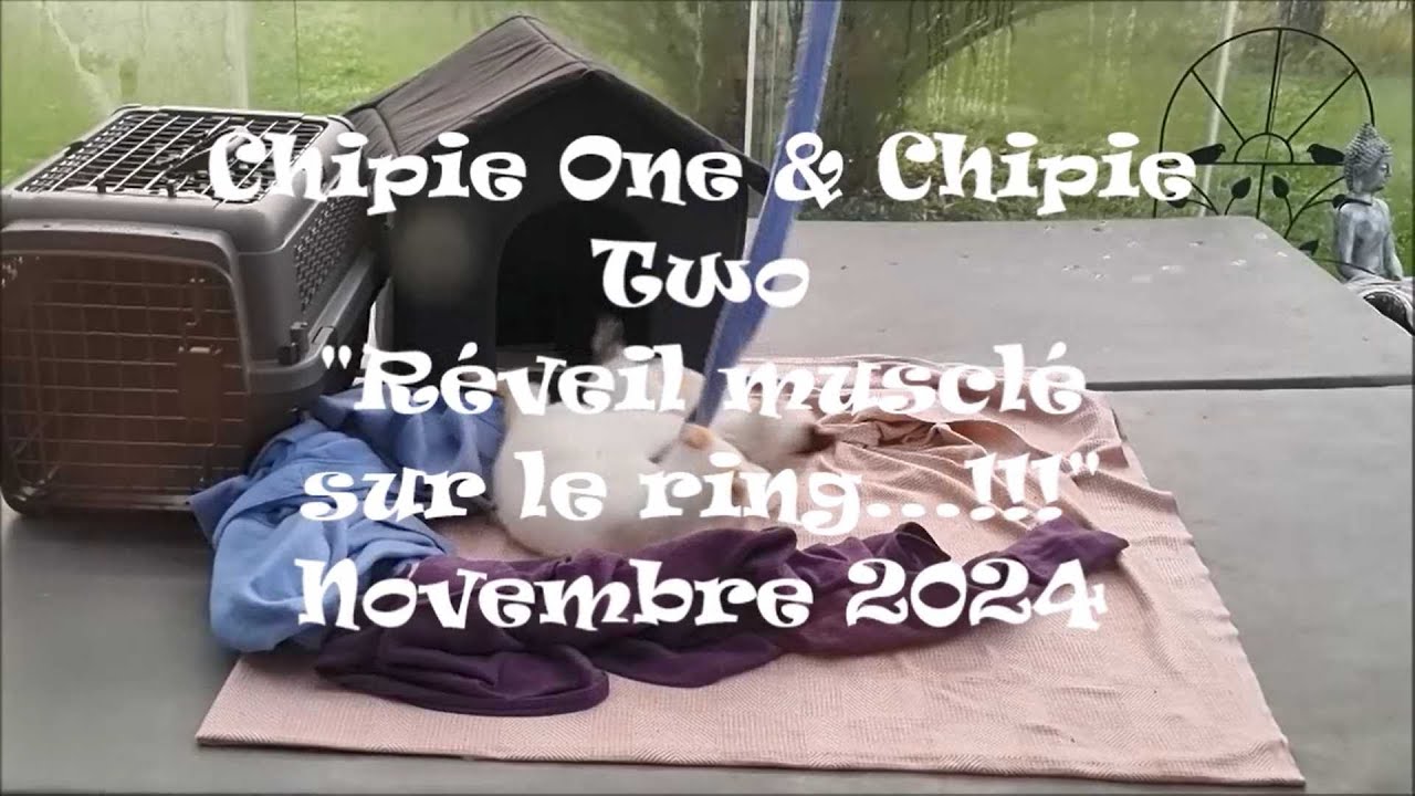 Chipie One & Chipie Two - "Réveil musclé sur le ring" - Novembre 2024 ...