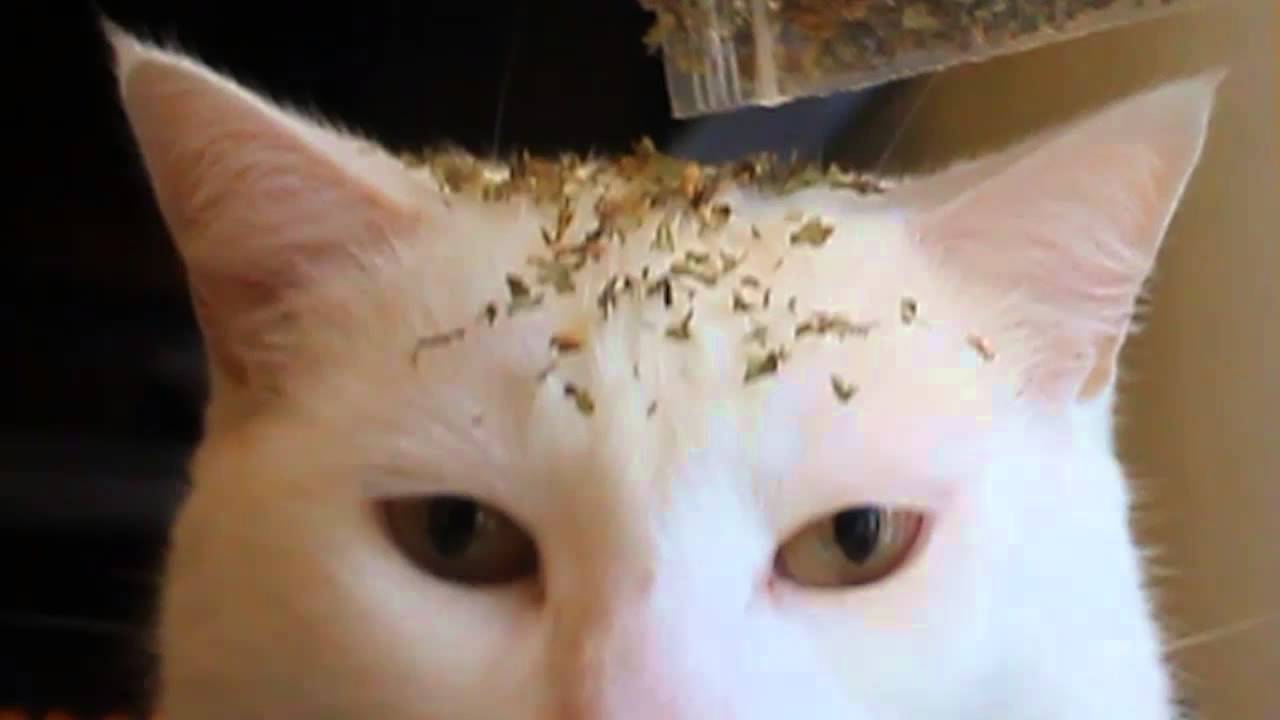 Tony The Cat Simple Session Commercial (Thecomeup.com) - YouTube