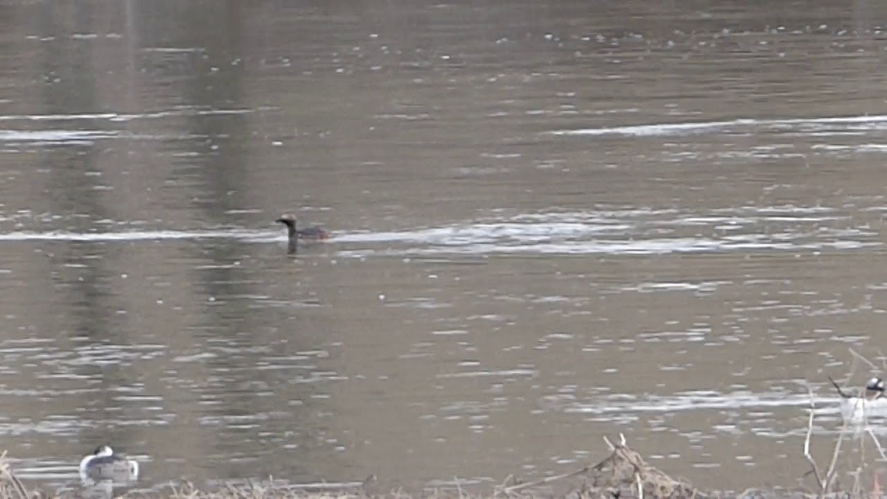 Long-tailed Ducks + Horned Grebe - Chugnut - YouTube