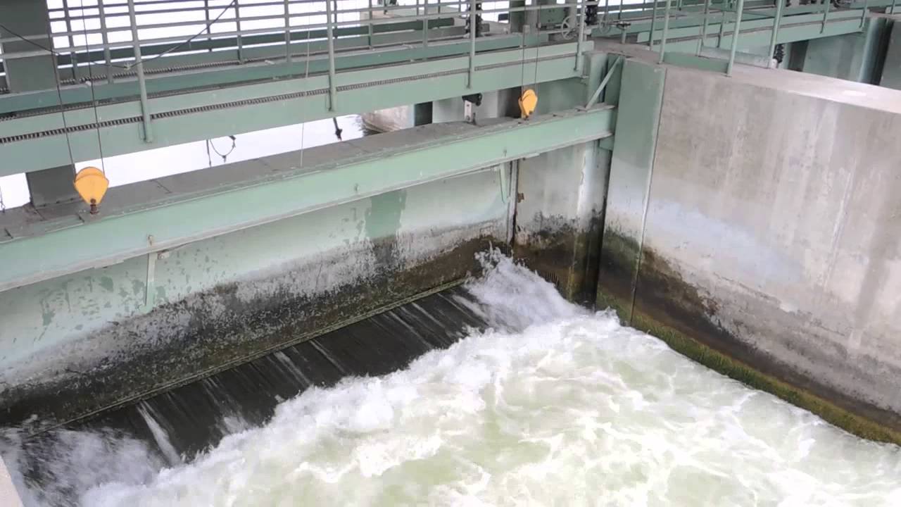 Sockeye salmon migrating up Zosel Dam in Oroville, WA - YouTube