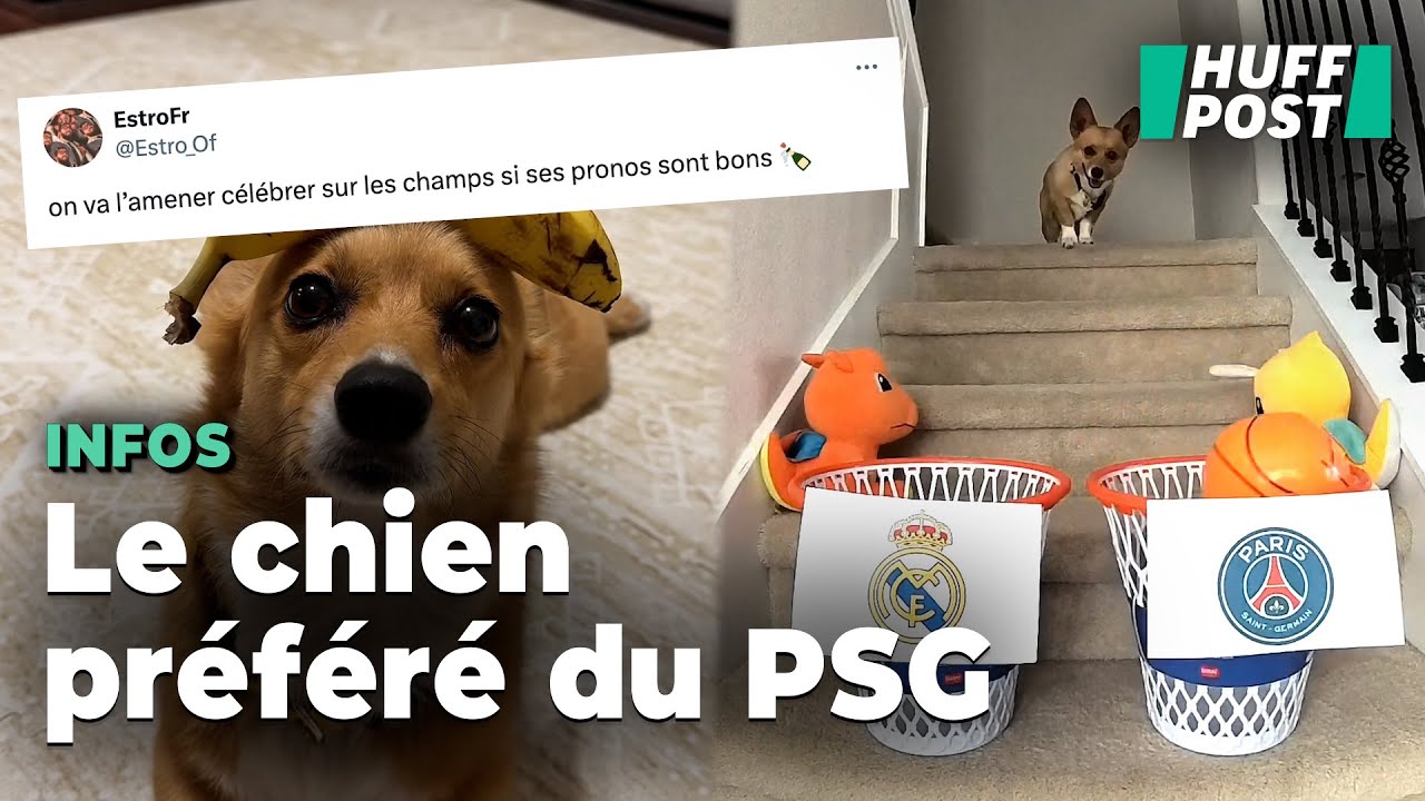 Ligue des champions : Pourquoi ce chien est la coqueluche des ...