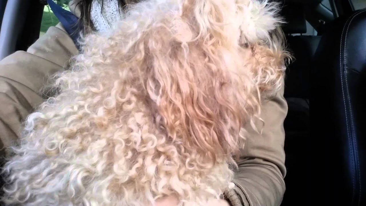 DOG CRYING with REAL TEARS!! - YouTube