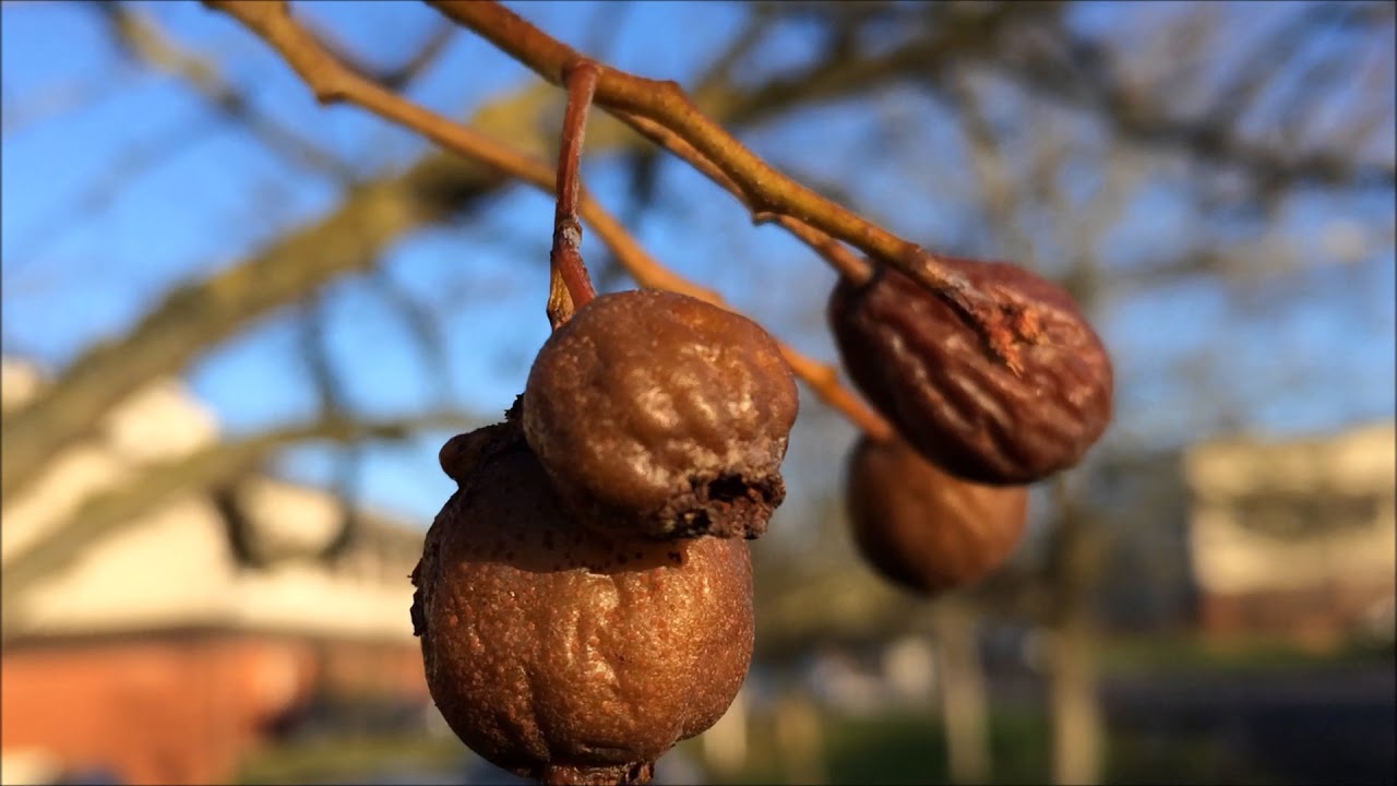 Wild service tree (Sorbus torminalis) - fruit close up - December 2017 ...