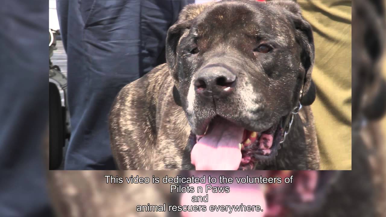 Hannah Bullmastiff Pilot n Paws rescue Pilot Scott Messinger - YouTube