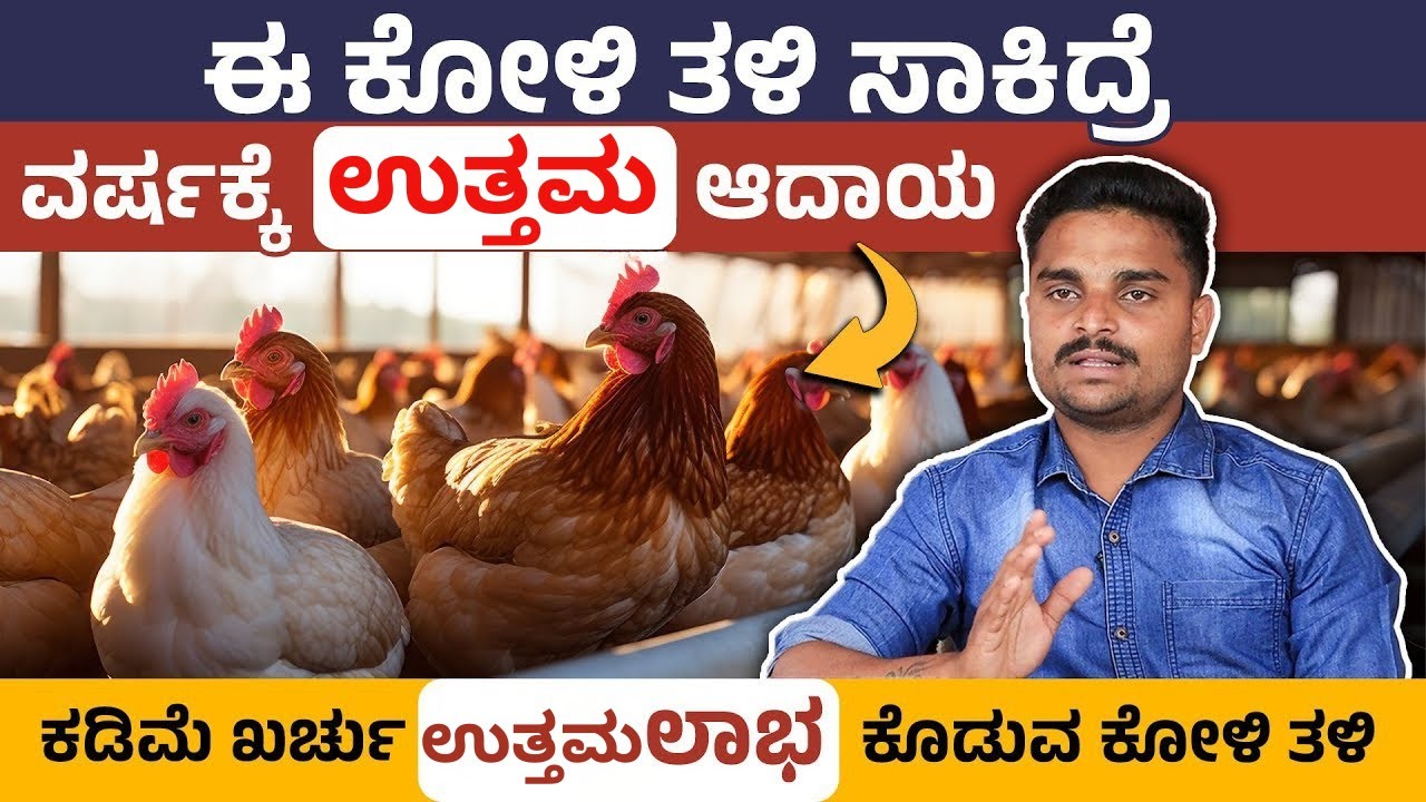 ಕಡಿಮೆ ಖರ್ಚು ಅಧಿಕ ಲಾಭ - ಈ ತಳಿಯ ಕೋಳಿ ಸಾಕಿದ್ರೆ ಮೊಟ್ಟೆ ಮಾಂಸ ಎರಡರಿಂದಲೂ ಆದಾಯ ...