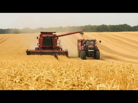 How Many Grains Of Wheat In A Ton