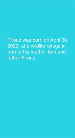 Pirouz, Irans Only Asiatic Cheetah Cub In Captivity, Dies Of Kidney ...