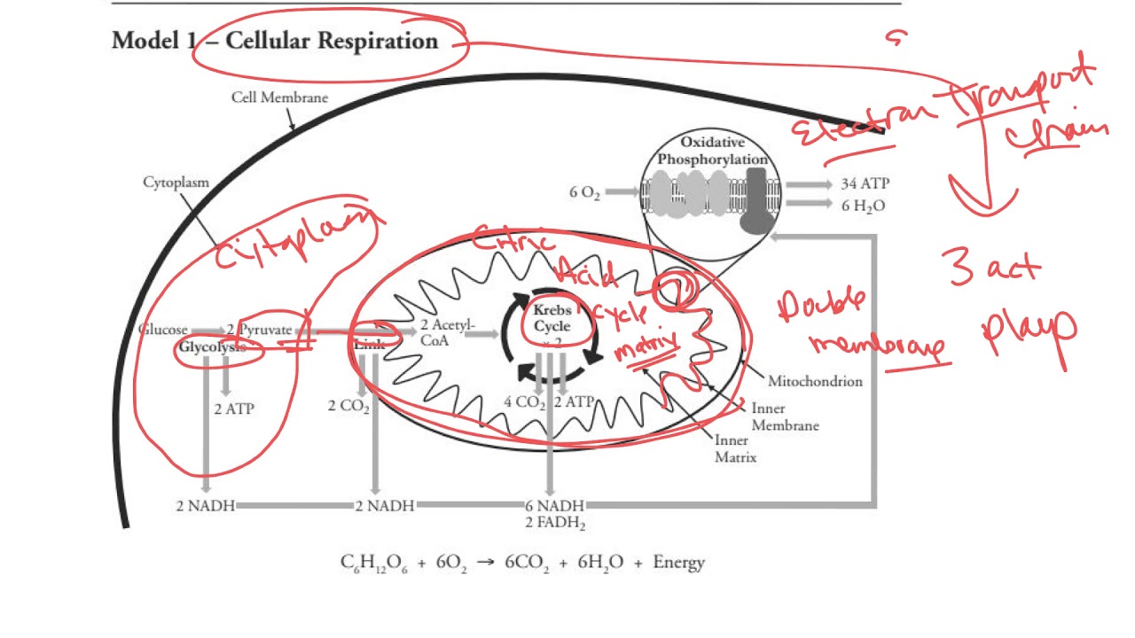 Cellular Respiration Part 1- AP Bio - Overview, Glycolysis, and Citric ...