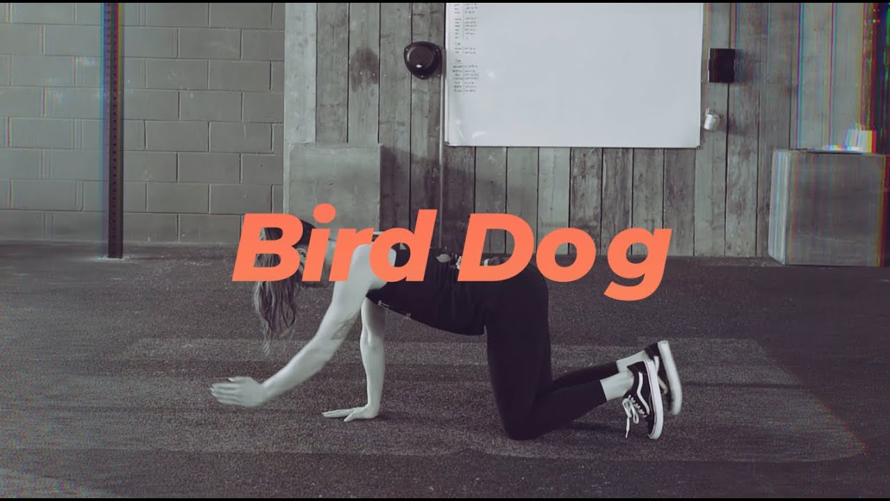 How To: Bird Dog - YouTube