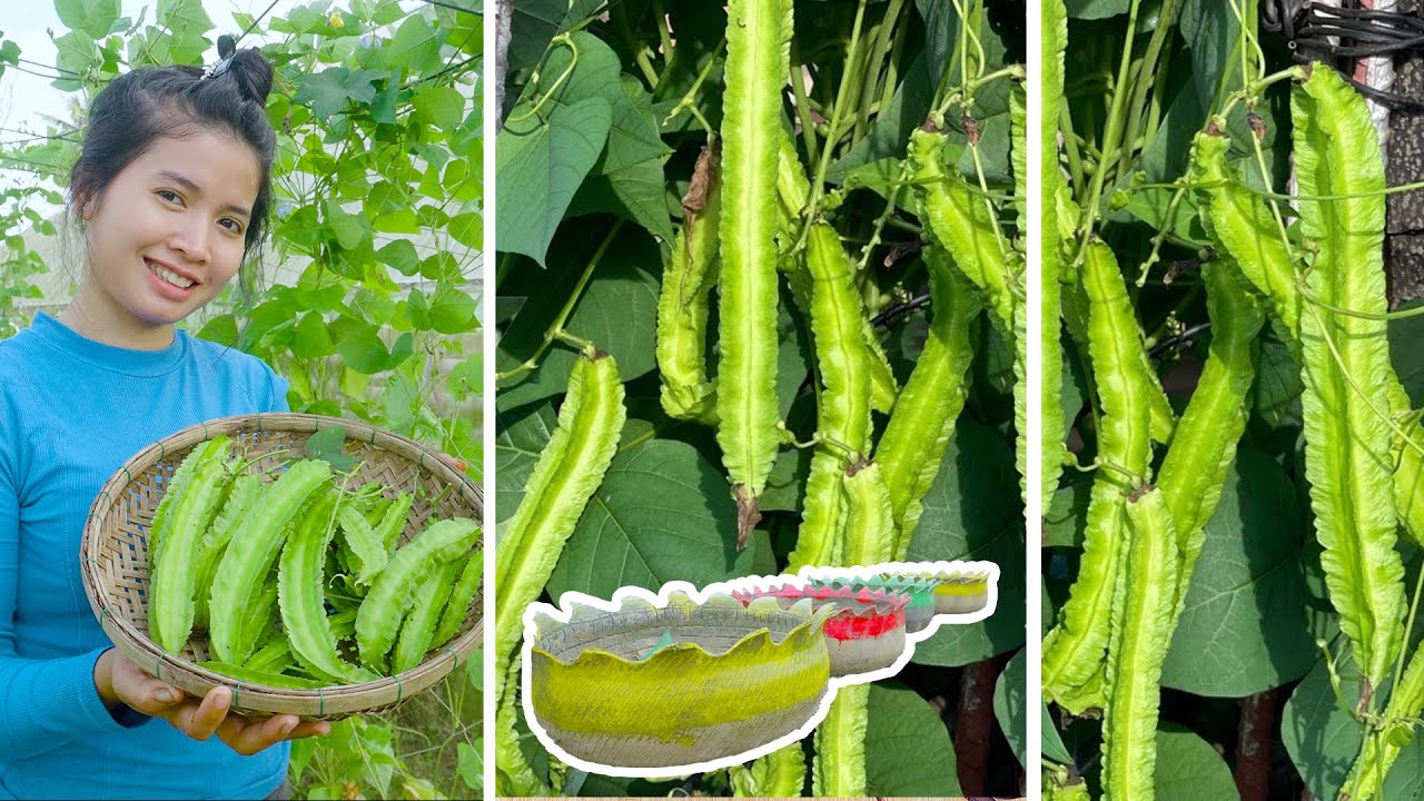How to grow winged bean Technique Plant on old tires - YouTube