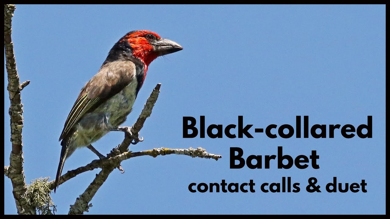 BLACK-COLLARED BARBET calls - contact call and duet - YouTube