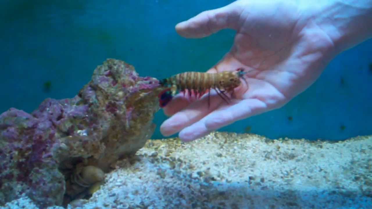Playing with another Peacock Mantis Shrimp. - YouTube
