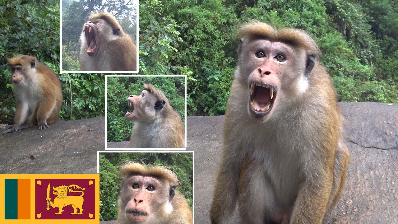 Monkeys Bomburu Ella Waterfall Sri Lanka - YouTube