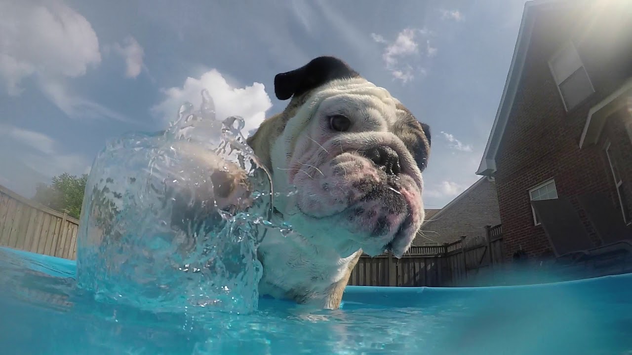 Reuben the Bulldog: Hello Summer - YouTube