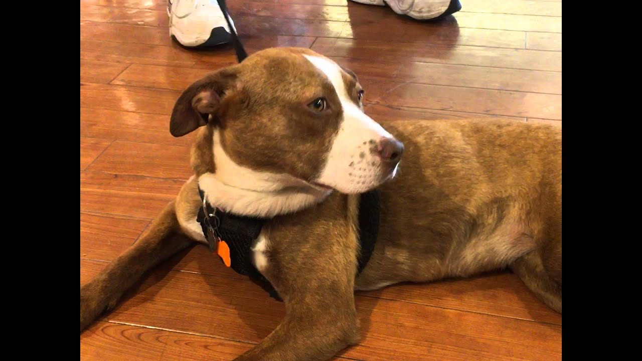 Video of adoptable pet named HARPER - YouTube