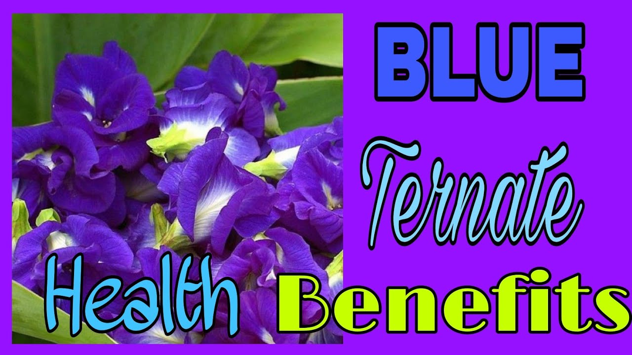 Blue Ternate | Health Benefits | Butterfly Pea Flower | How to Make ...