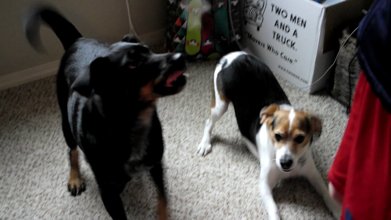 funny dancing dog - YouTube