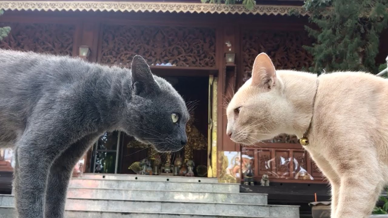 Cats Face-Off Outside Temple - YouTube