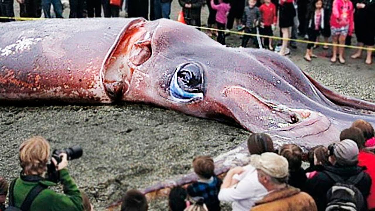 Strangest Things Washed Up on Beaches! - YouTube